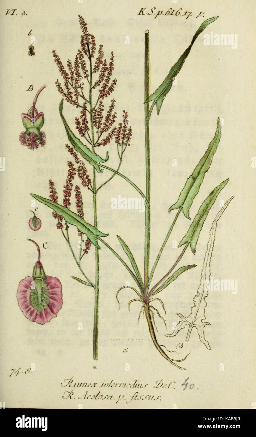 This botanical illustration from 'Deutschlands Flora in Abbildungen ...