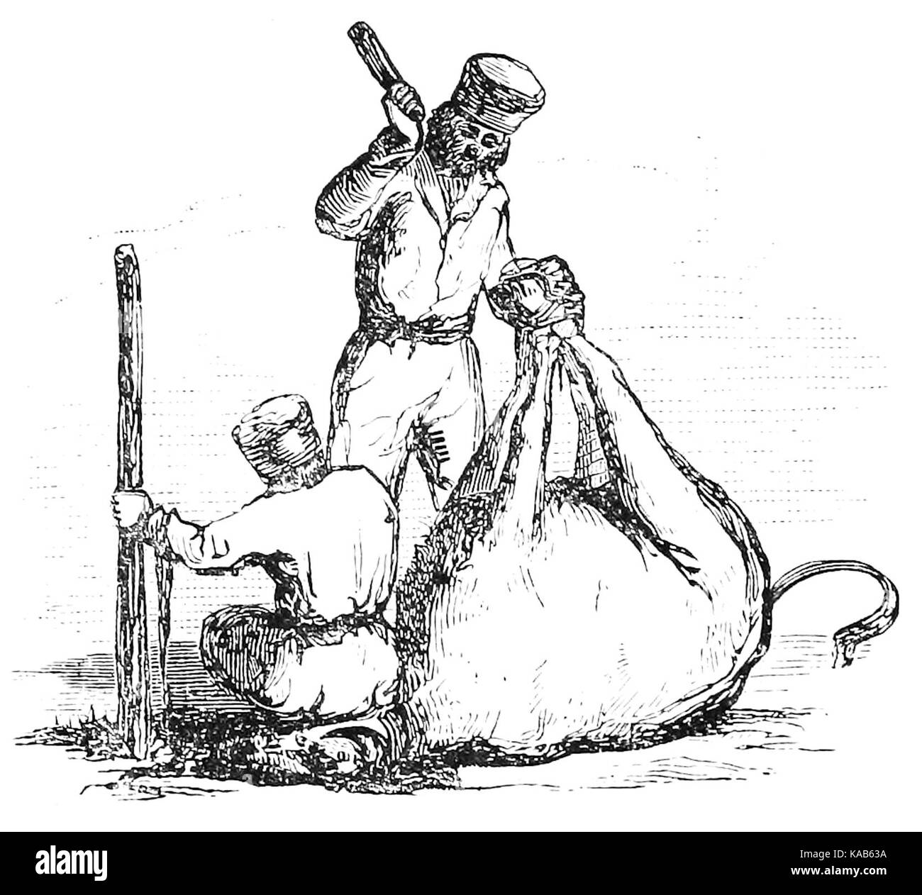 The process of shoeing an ox involves fitting metal horseshoes to the ...