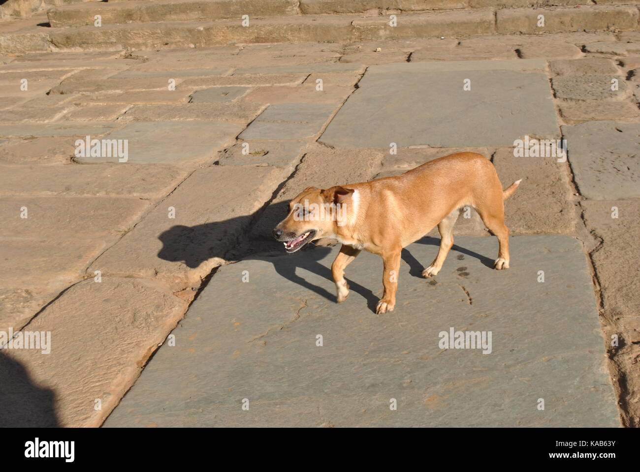 Doggy freedom hi-res stock photography and images - Alamy