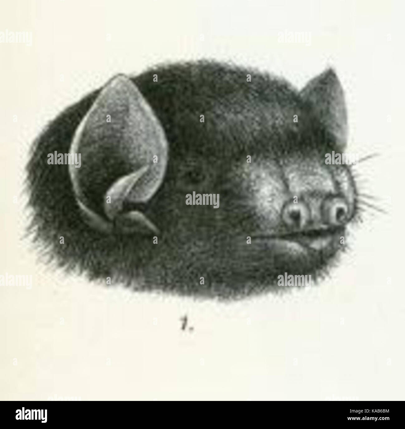 Scotophilus nigrita Dobson Stock Photo - Alamy