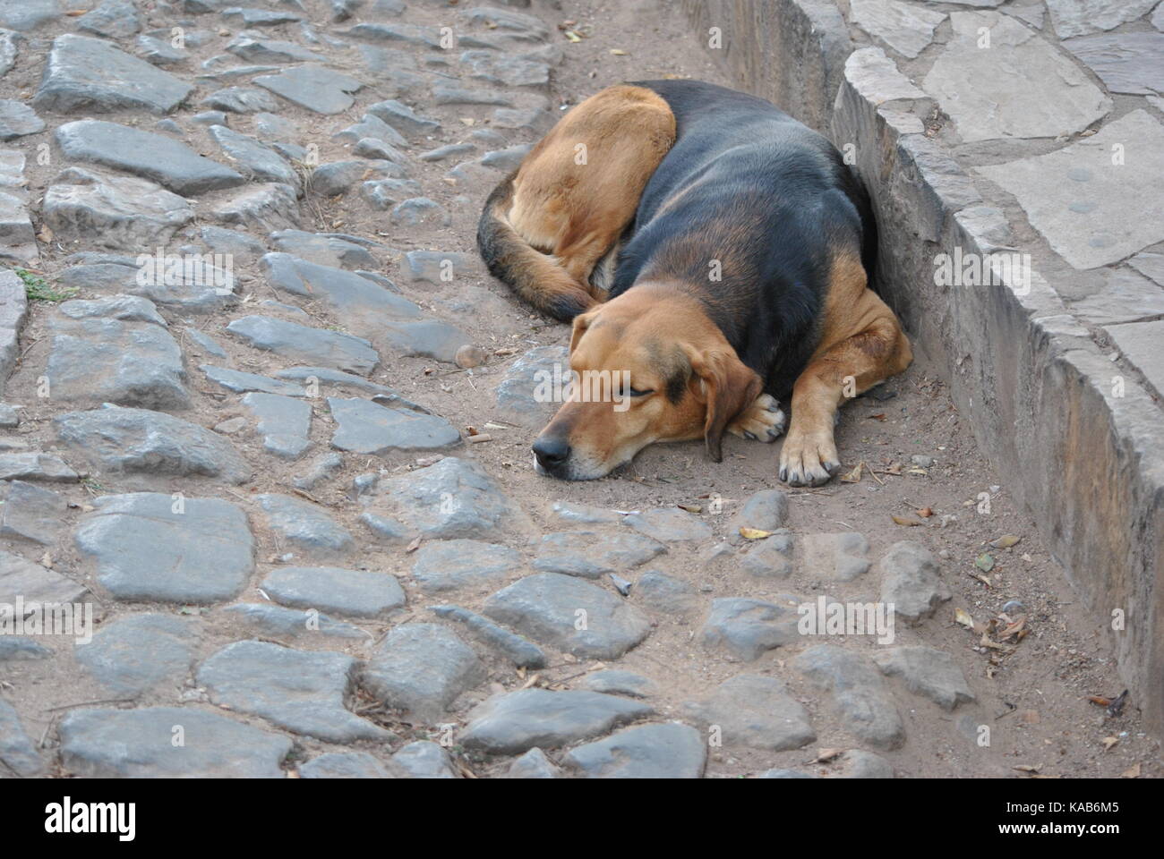 Big stray dog hi-res stock photography and images - Alamy