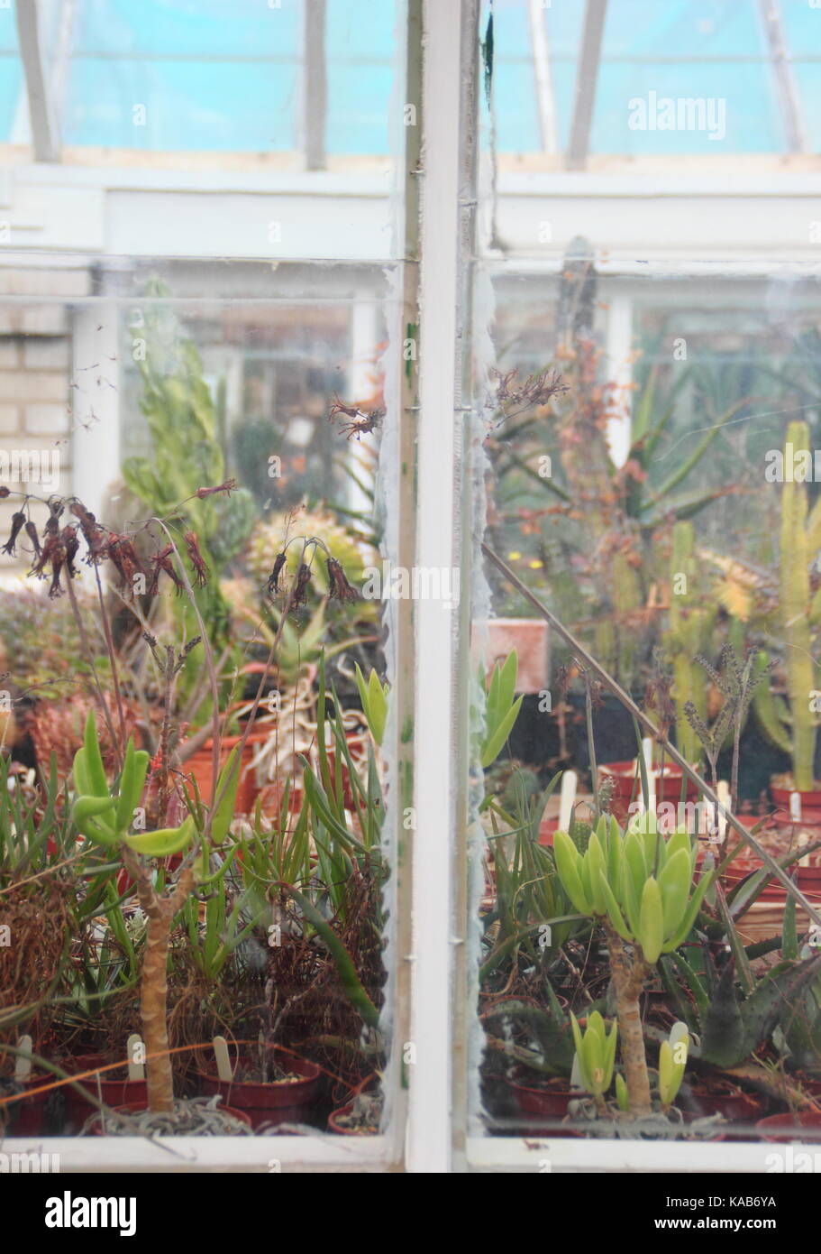 Specialist plant nursery hi-res stock photography and images - Alamy