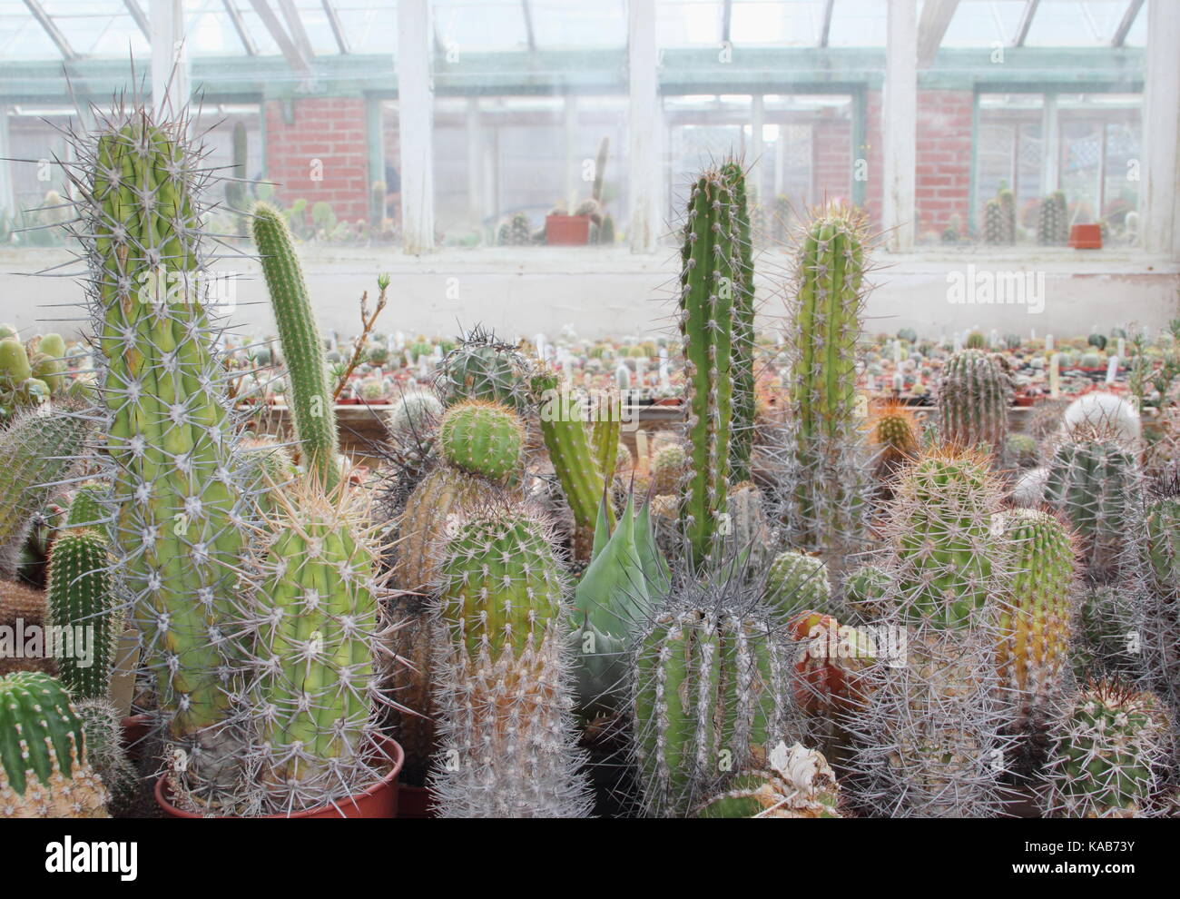 A private collection of cactus and plants on display alongside plants ...