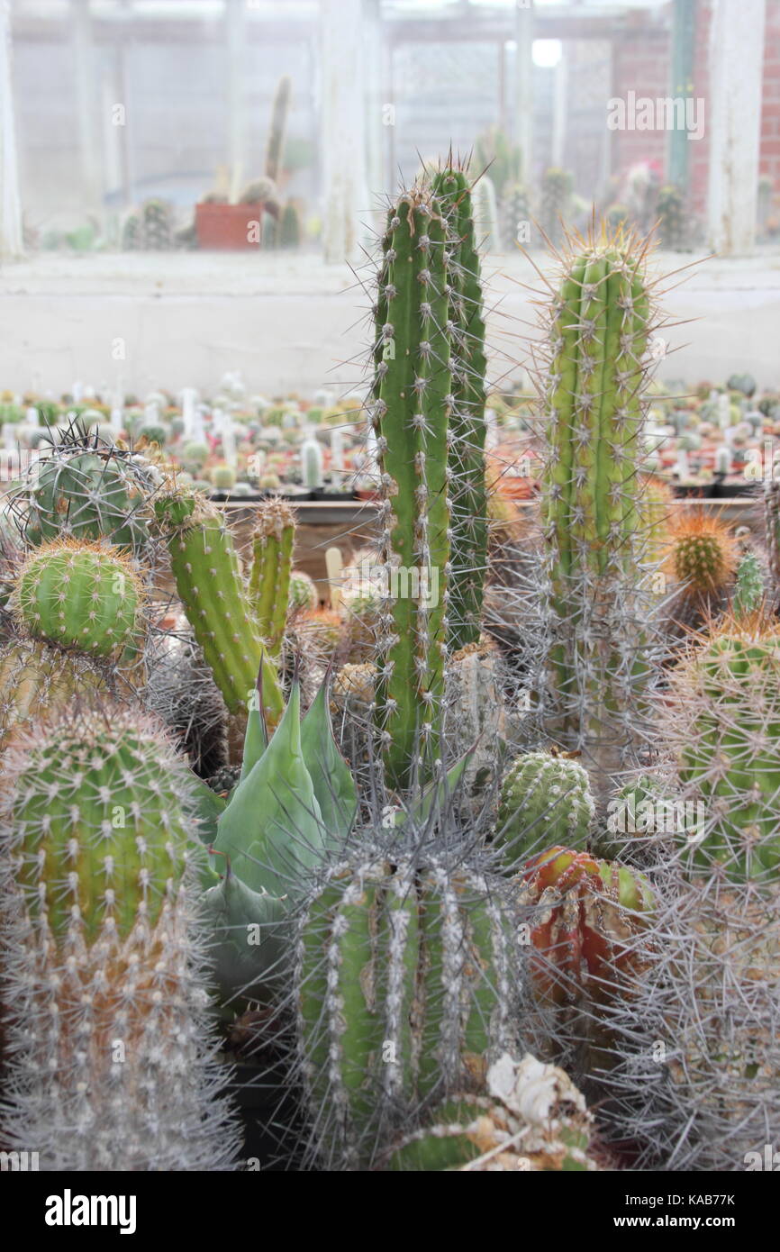 A private collection of cactus and plants on display alongside plants ...