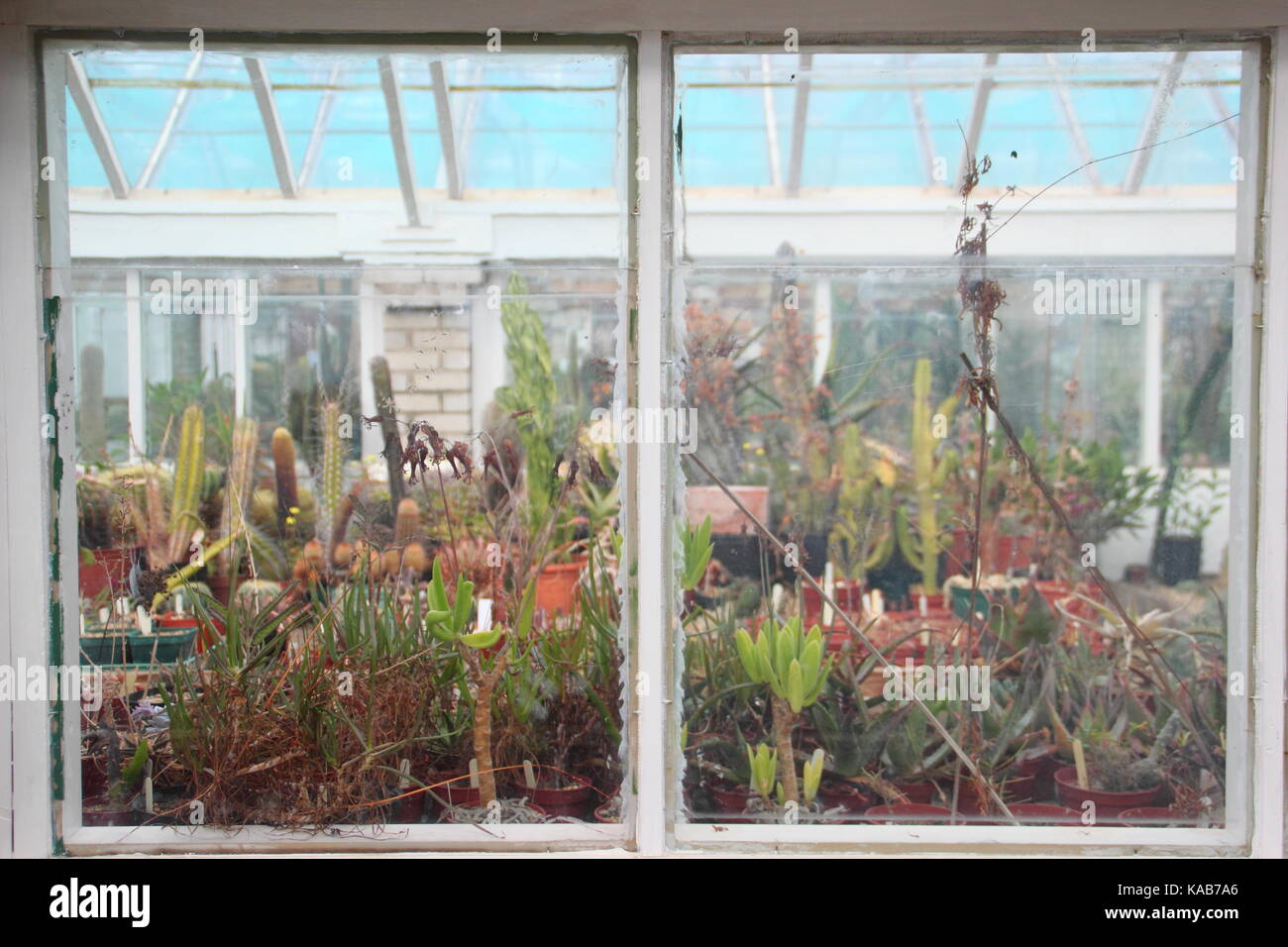 Cactus plant displays seen through interior windows of large ...