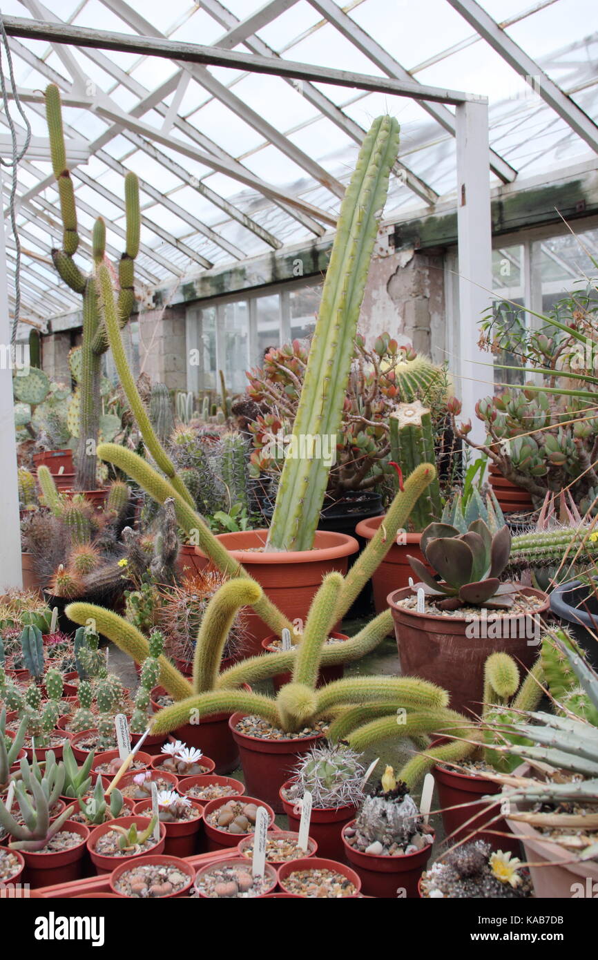 A private collection of cactus and plants on display alongside plants ...