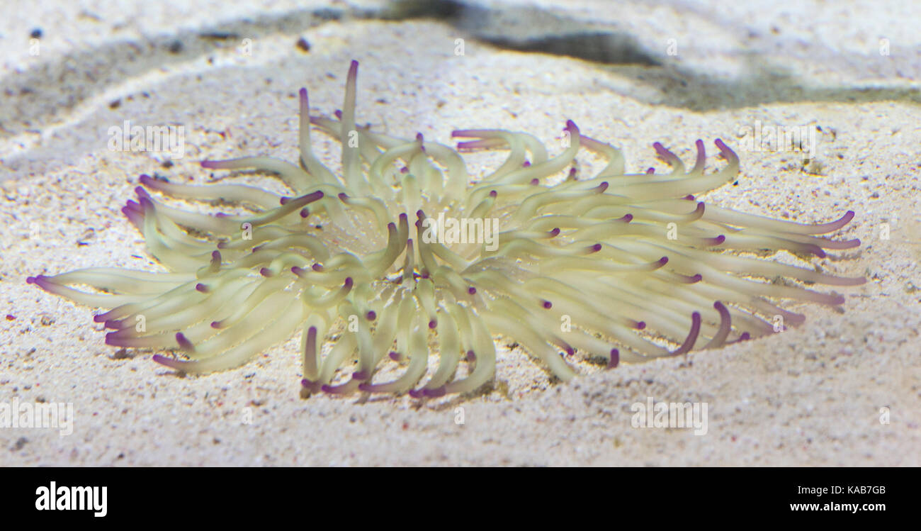 beautiful sand anemone close up view Stock Photo - Alamy