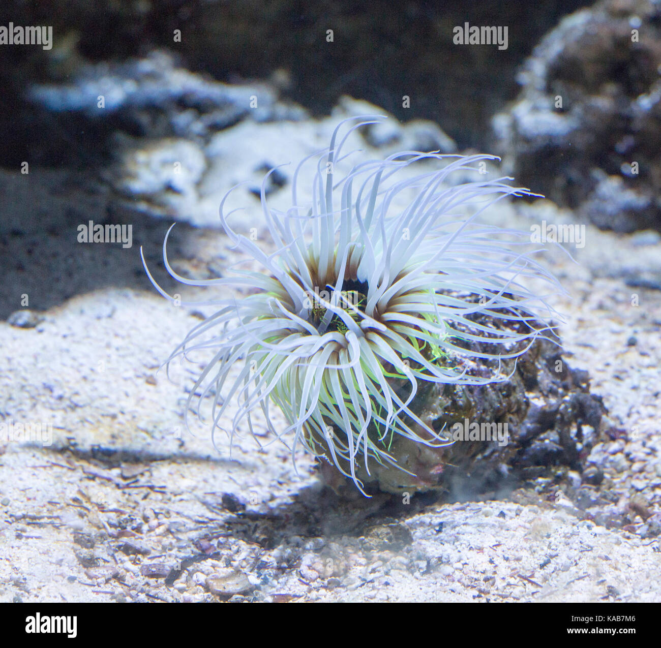 close up view of a Cerianthus, also known as the coloured tube anemone ...