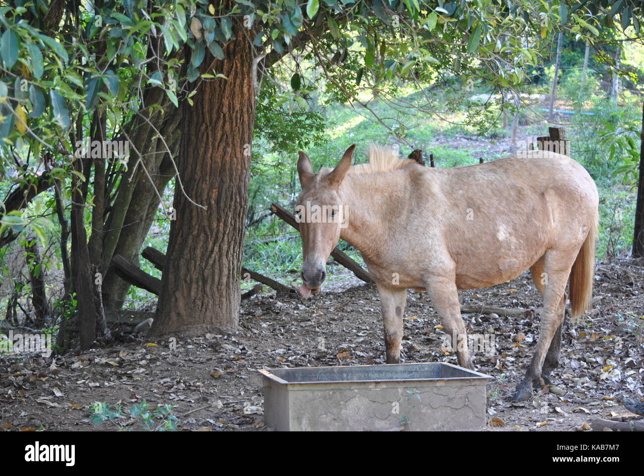 happy donkey eating Stock Photo - Alamy