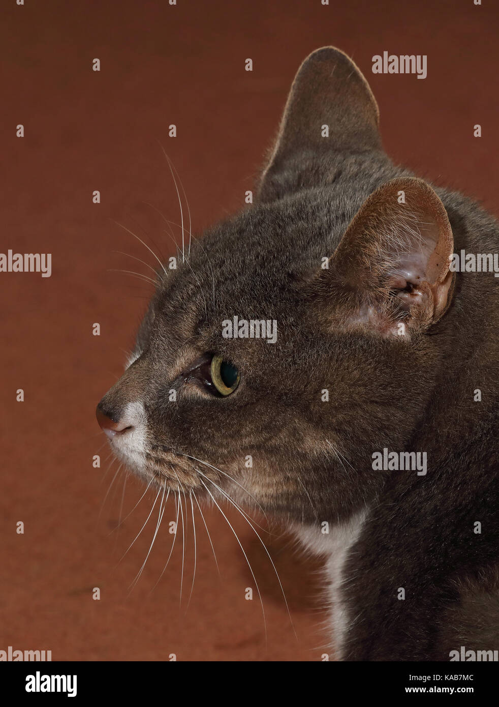 Close up of cats head hi-res stock photography and images - Alamy