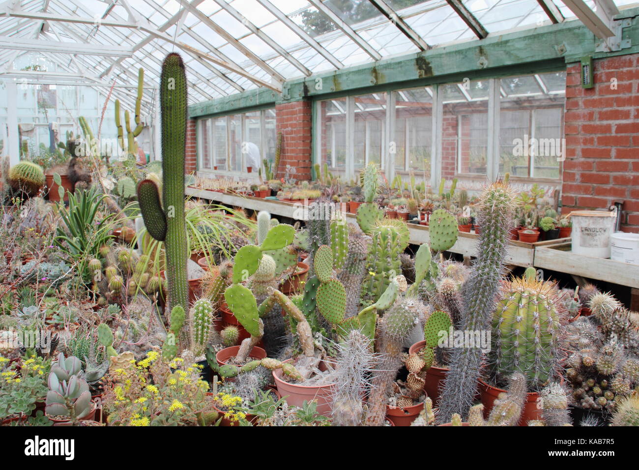 Cacti display cactus hi-res stock photography and images - Alamy