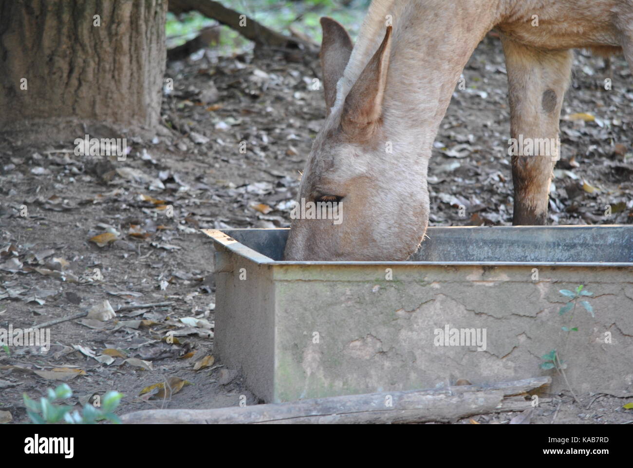 happy donkey eating Stock Photo - Alamy