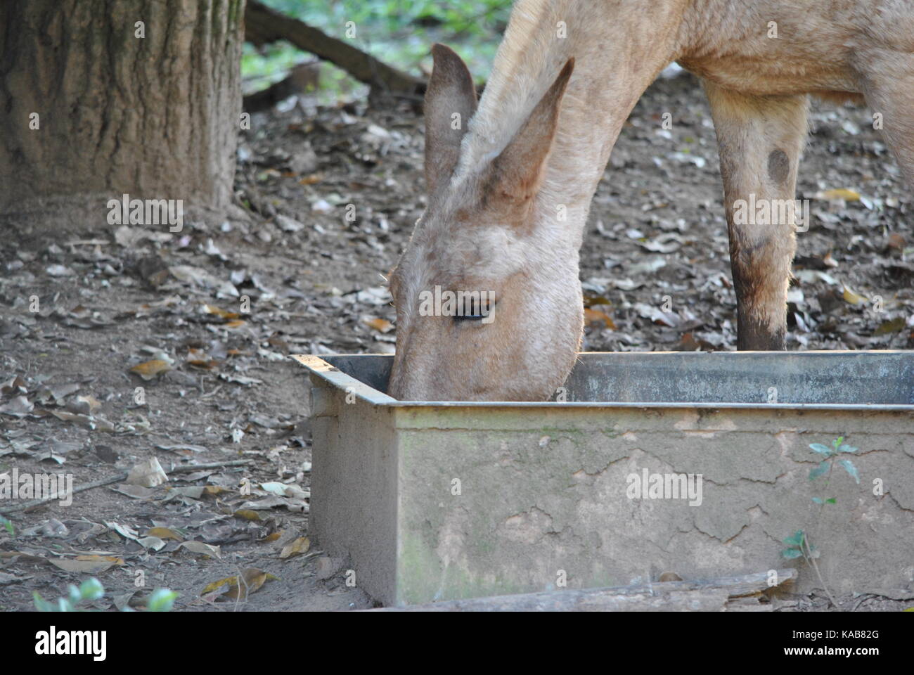 happy donkey eating Stock Photo - Alamy