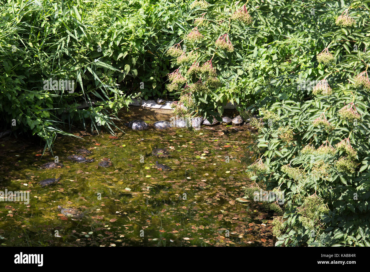 Turtles in a small lake in Italy Stock Photo - Alamy