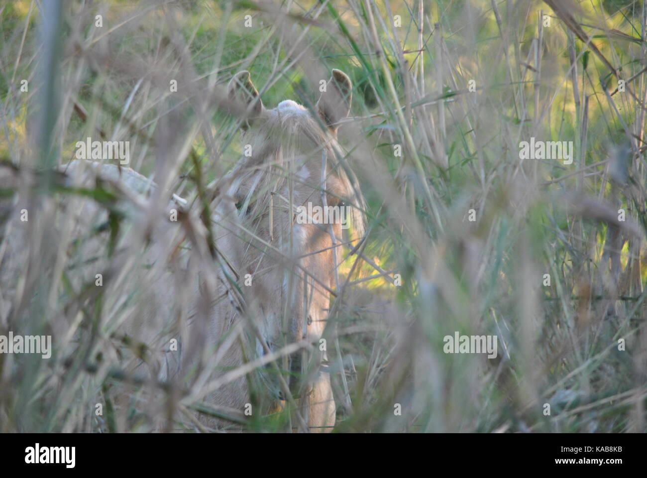 the hidden horse Stock Photo - Alamy