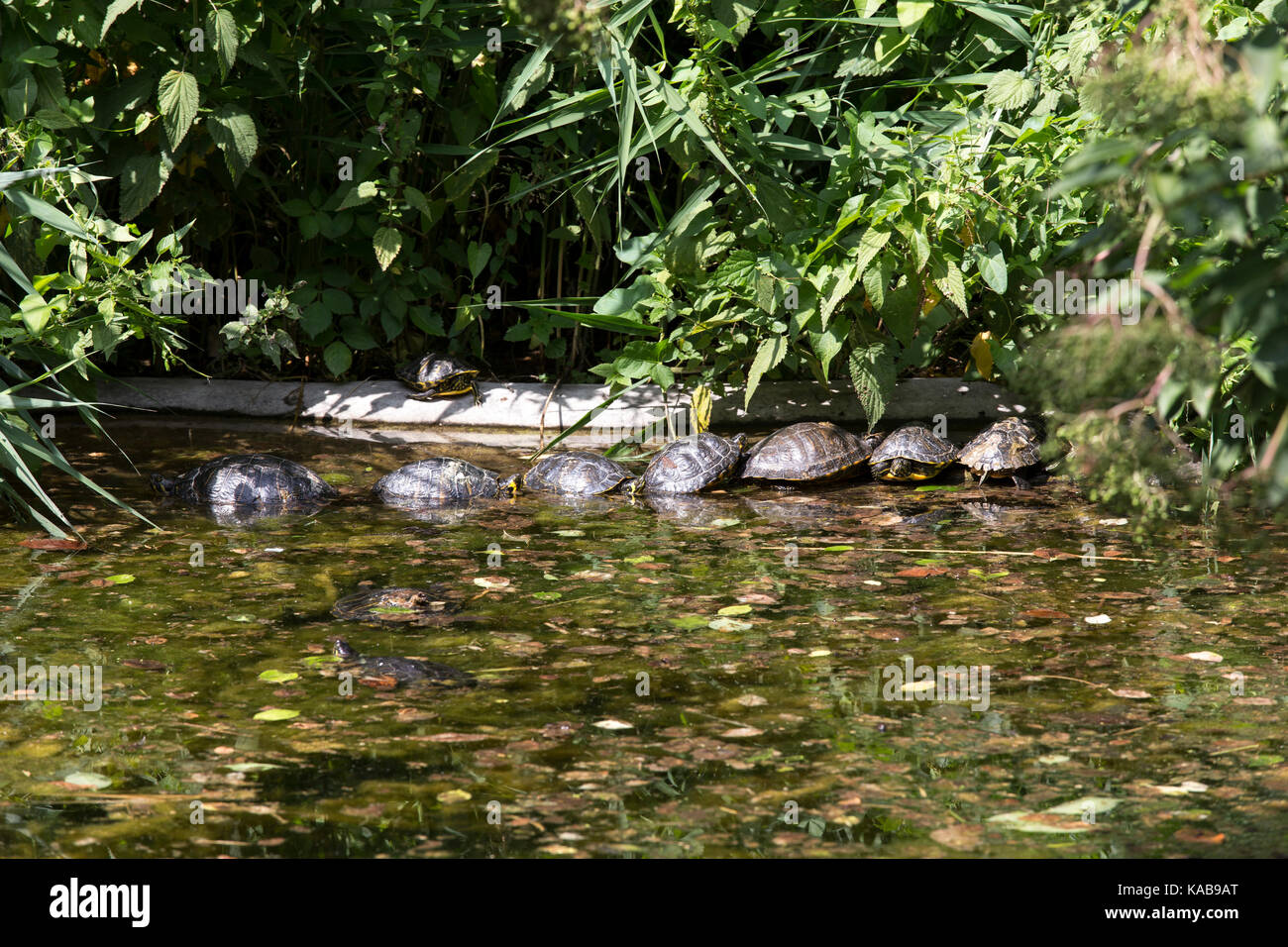 group of turtle in a small lake, Italy Stock Photo - Alamy