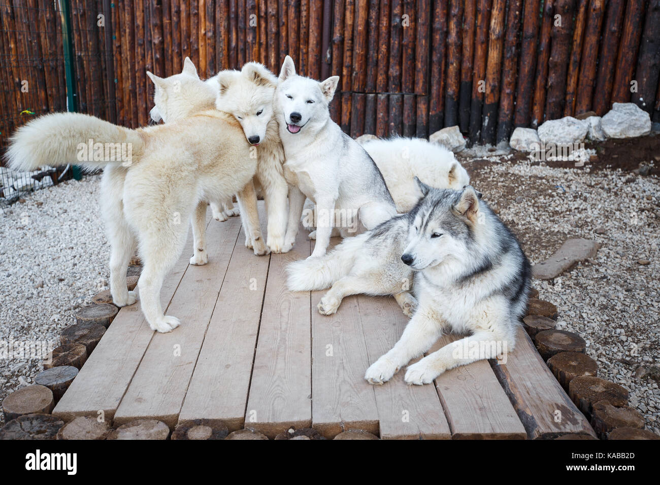 Samoyed group hi-res stock photography and images - Alamy