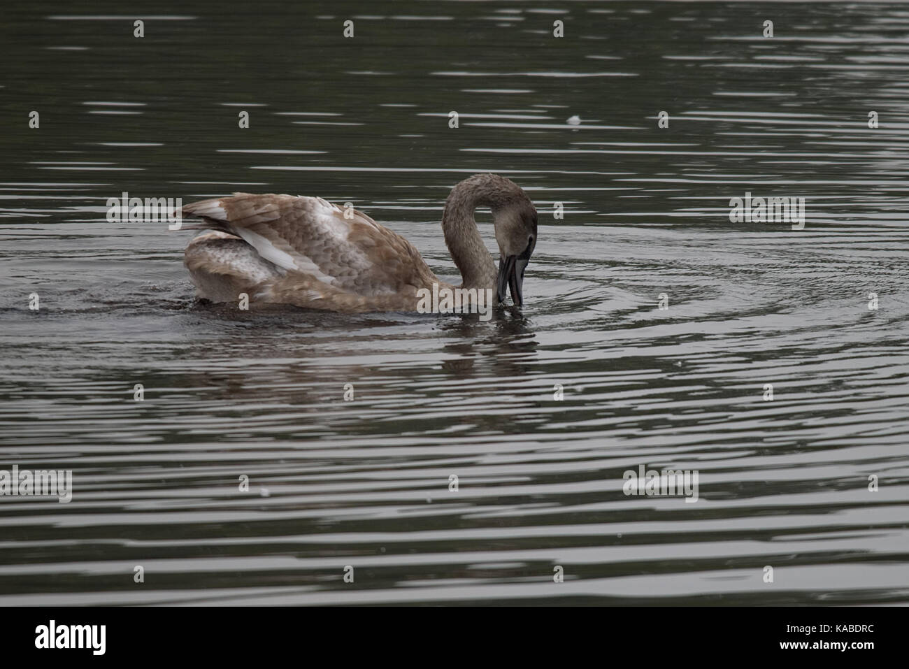 Adult sized cygnet mute swan stretching wings on a still calm lake ...
