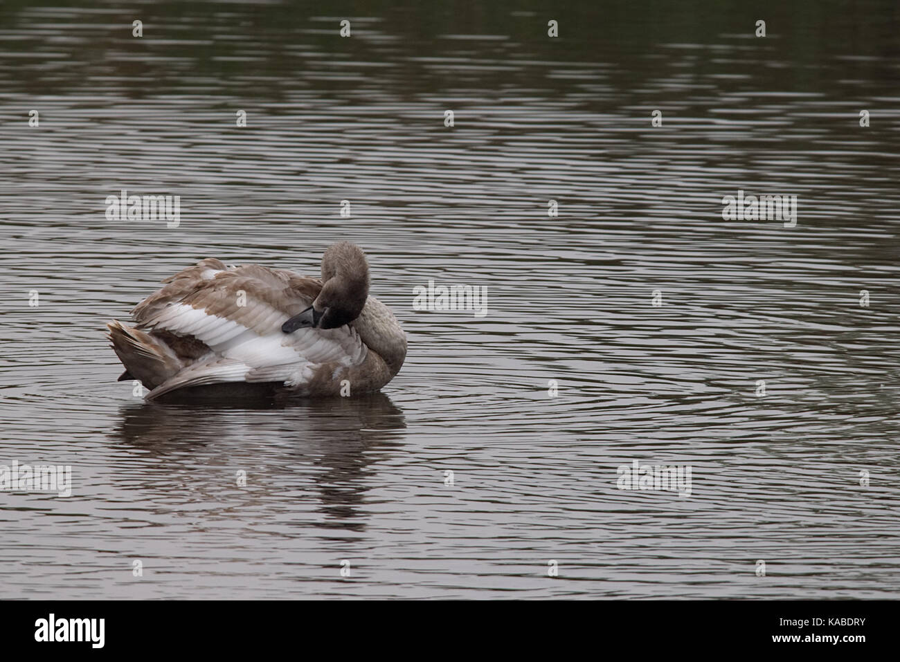 Adult sized cygnet mute swan stretching wings on a still calm lake ...