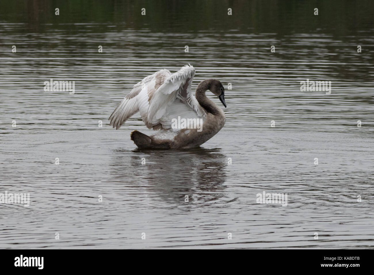Adult sized cygnet mute swan stretching wings on a still calm lake ...