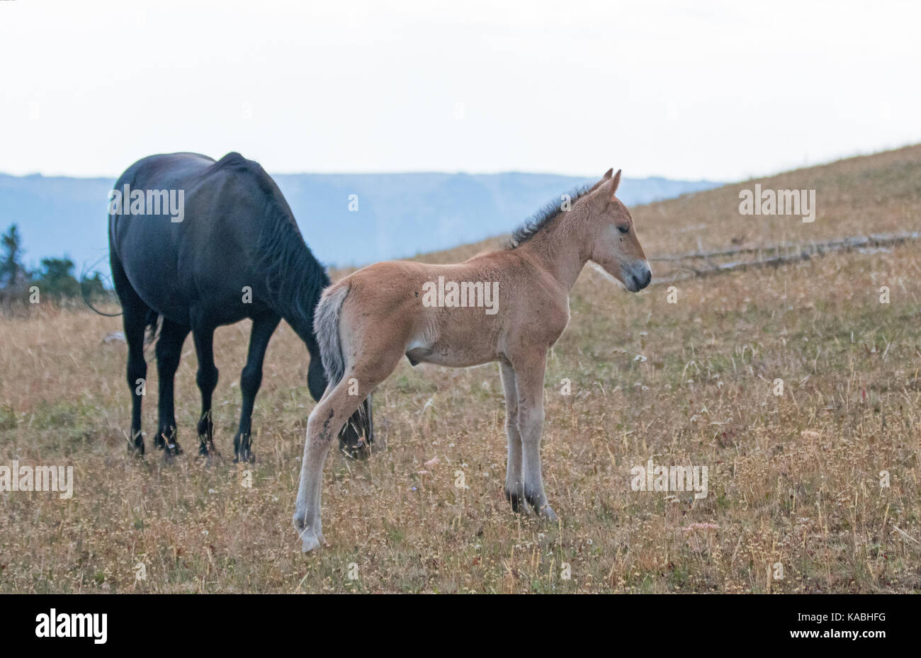 Baby blue mustang hi-res stock photography and images - Alamy