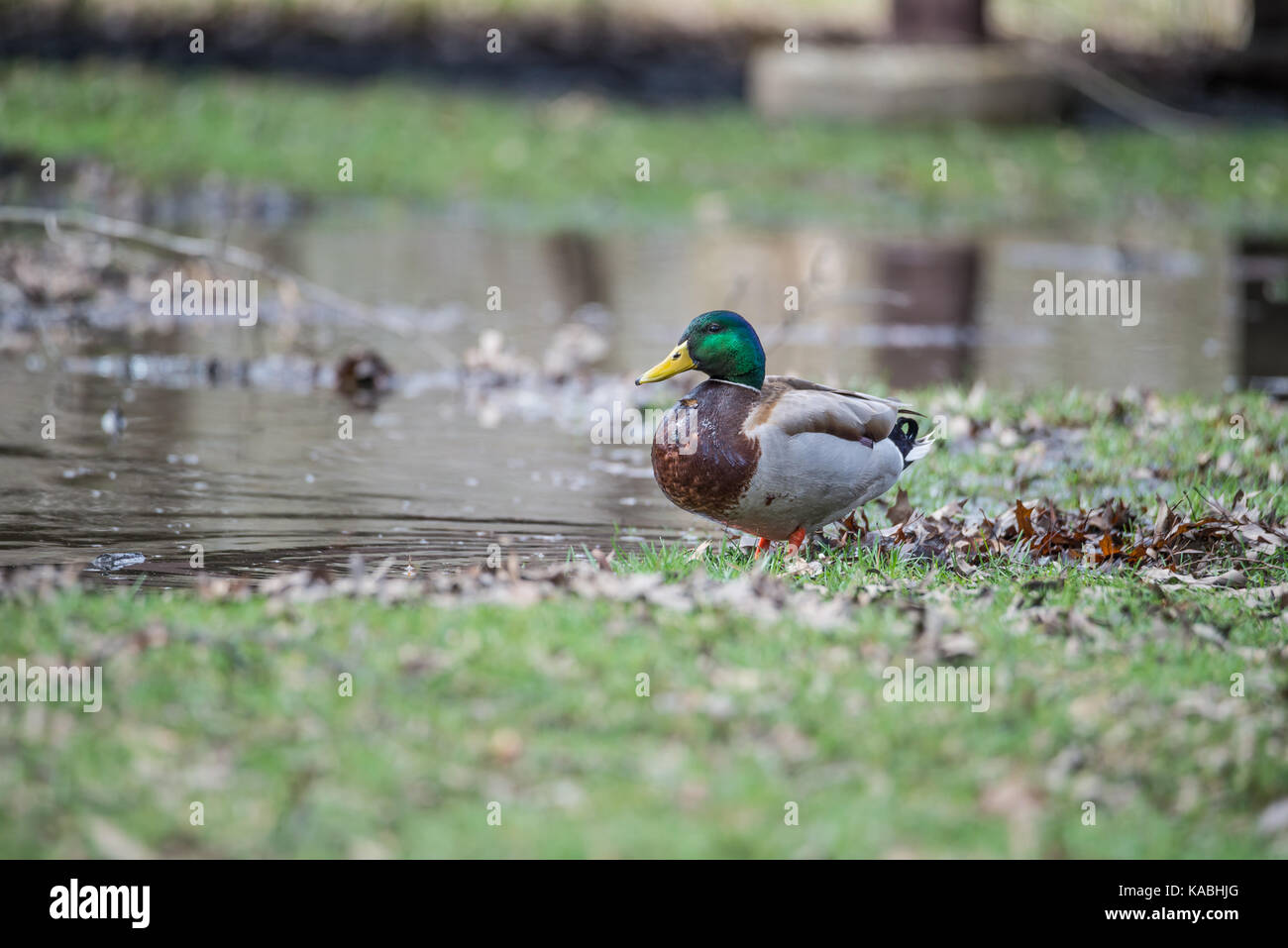 Pure wild nature hi-res stock photography and images - Alamy