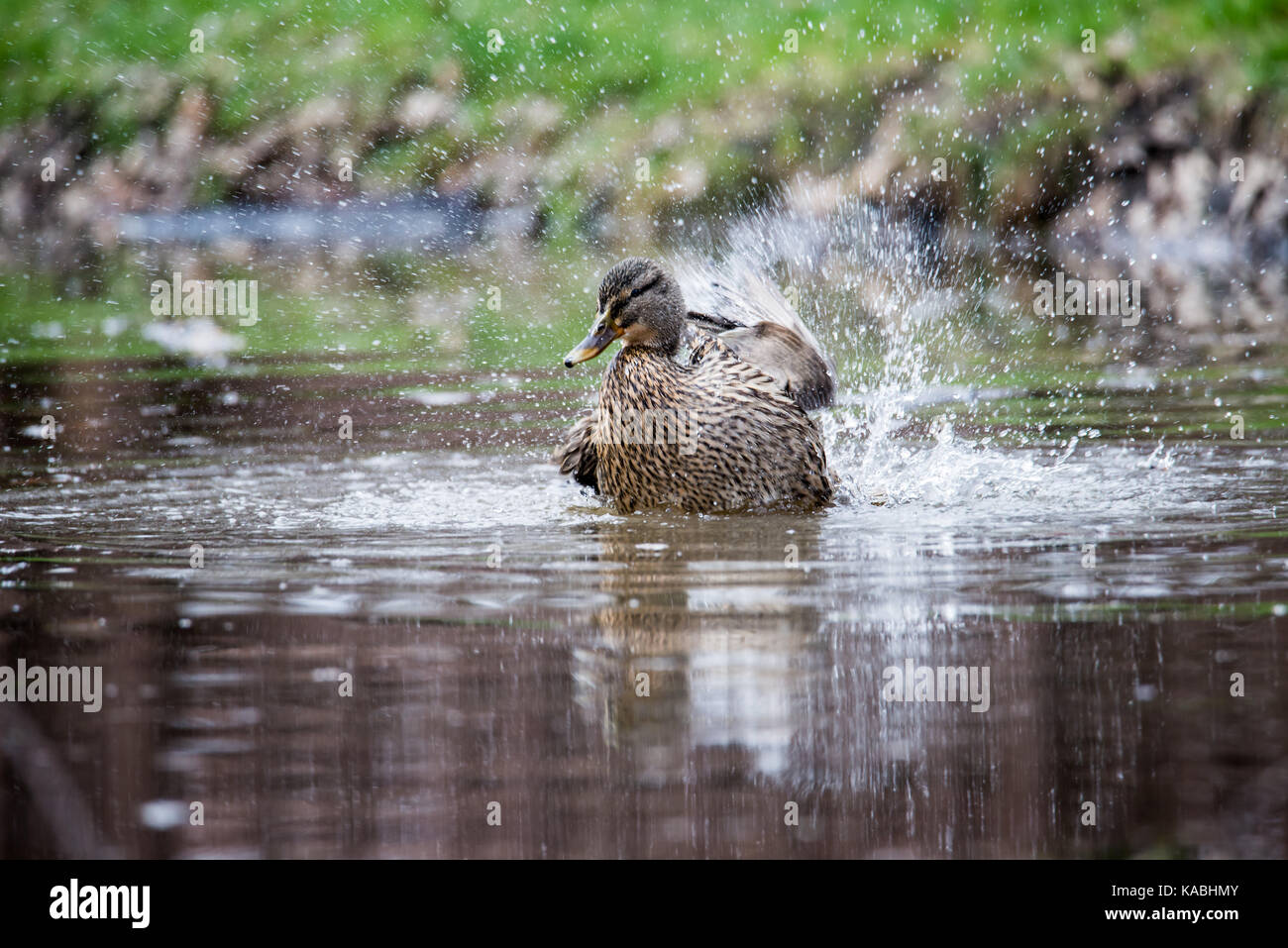 Wild Female Duck splashing in water with water droplets in the air ...
