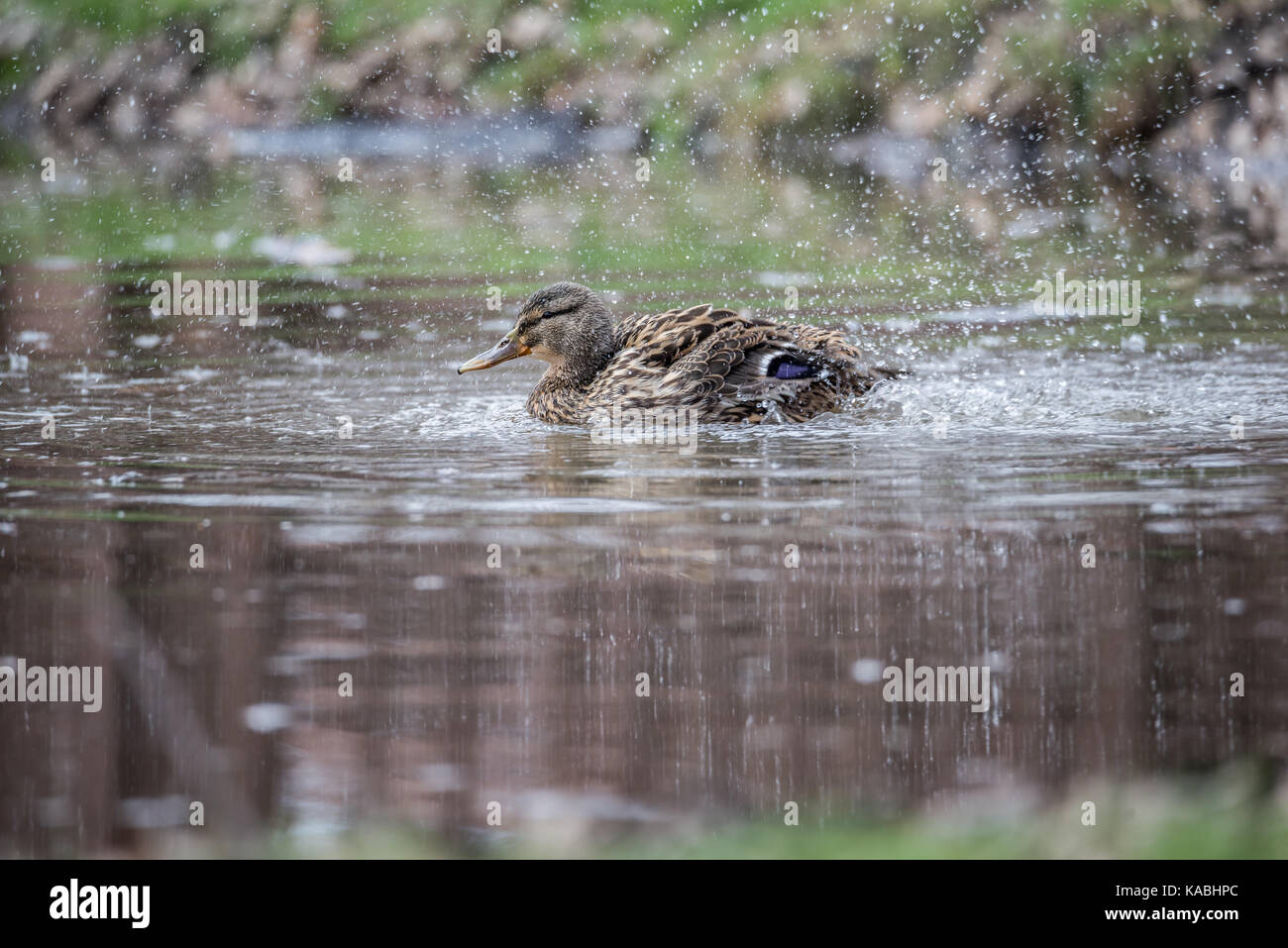 Wild Female Duck splashing in water with water droplets in the air ...
