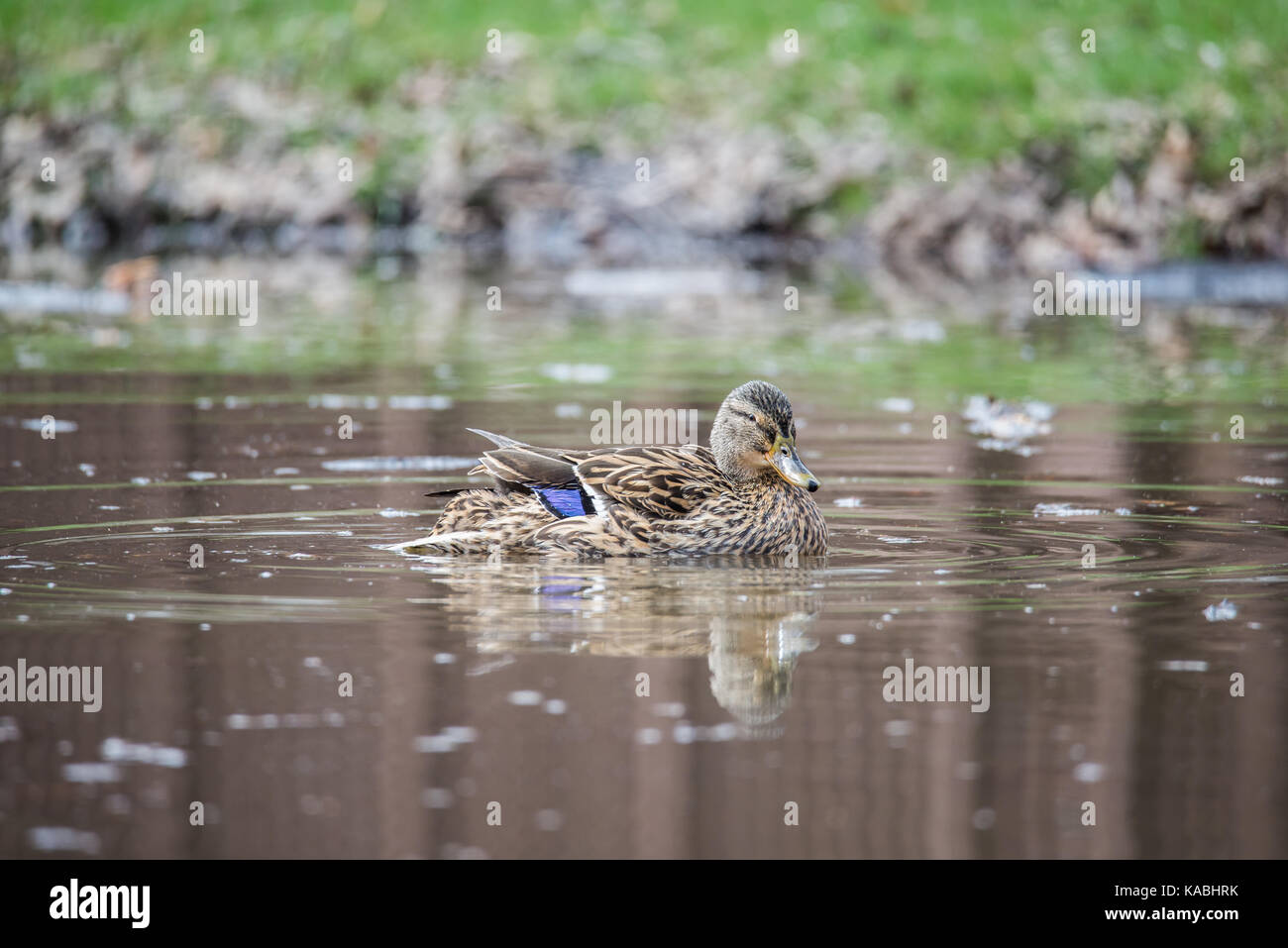Mallard lake hi-res stock photography and images - Alamy