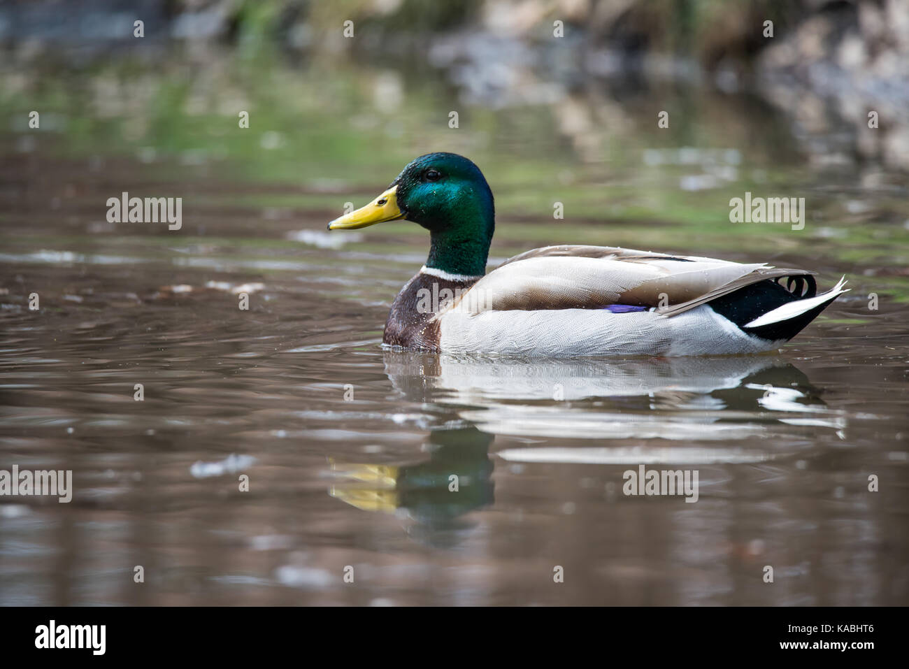 Wild Male Duck Stock Photo - Alamy