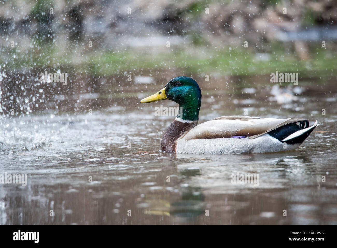 Wild Male Duck Stock Photo - Alamy