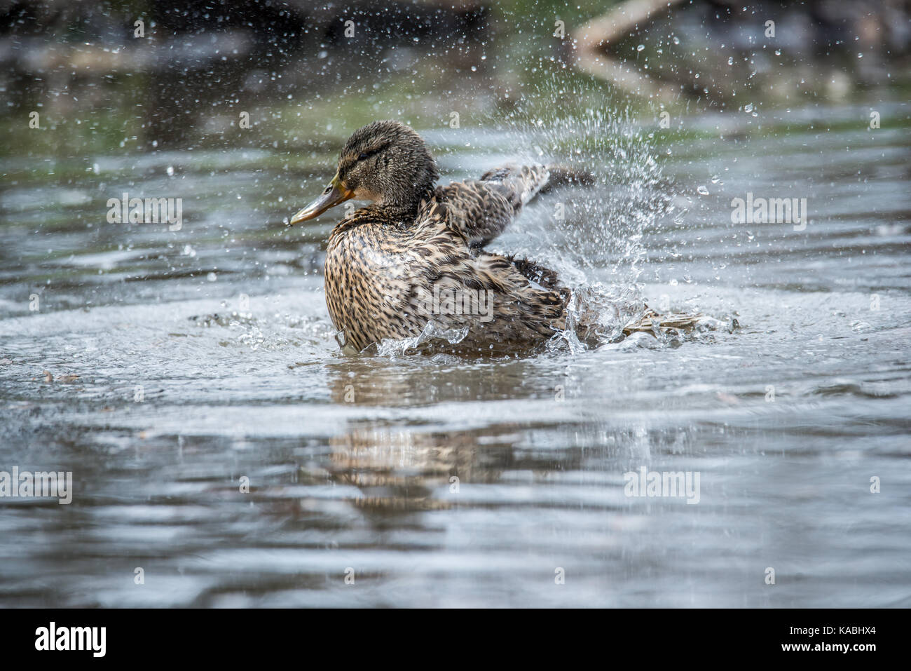 Wild Female Duck splashing in water with water droplets in the air ...