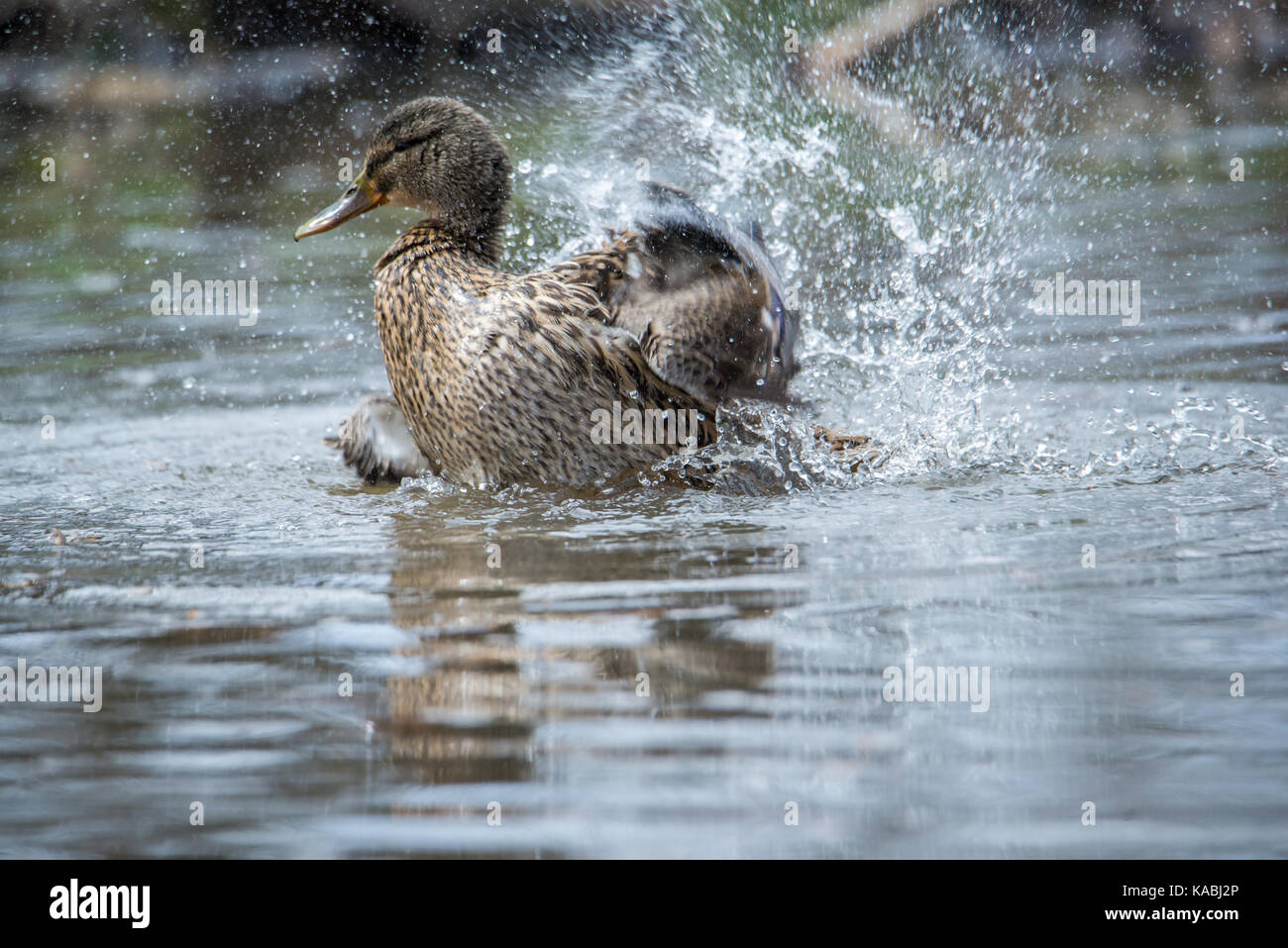 Duck Splashing In Pond