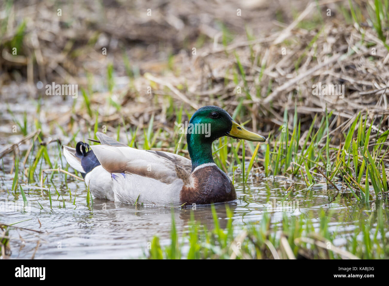 Wild Male Duck Stock Photo - Alamy