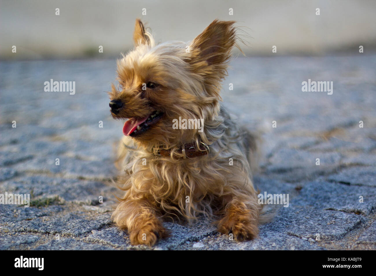 Yorkshire terrier portrait Stock Photo - Alamy