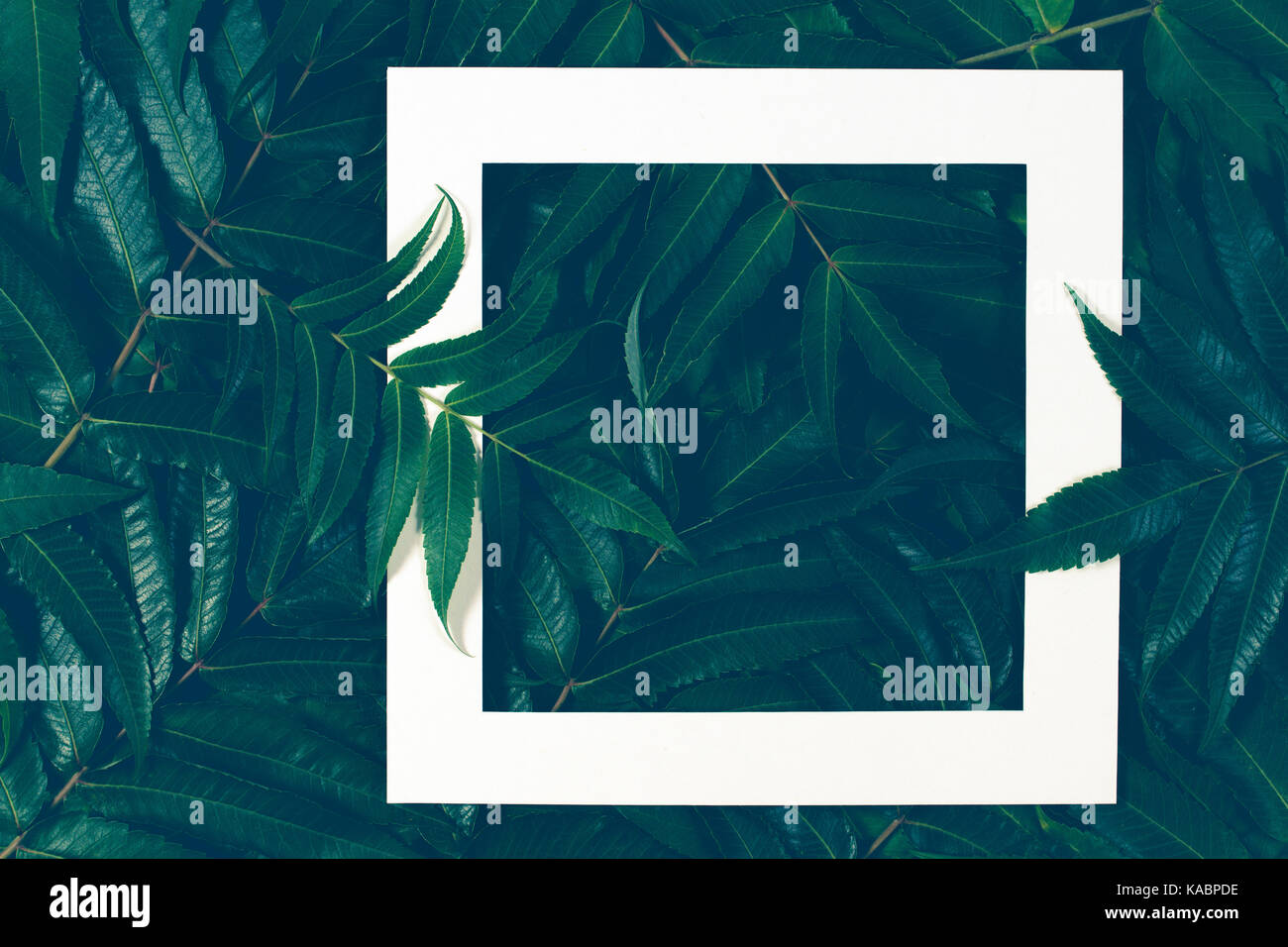 Creative layout made of leaves with white frame. Top view, flat lay ...