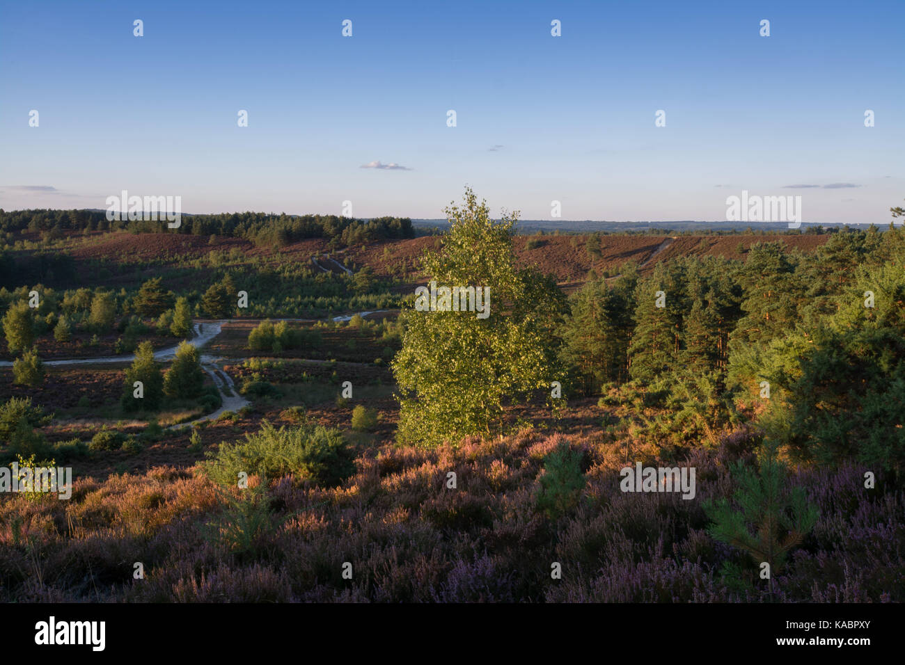 View over Hankley Common heathland landscape in Surrey, UK, in late ...