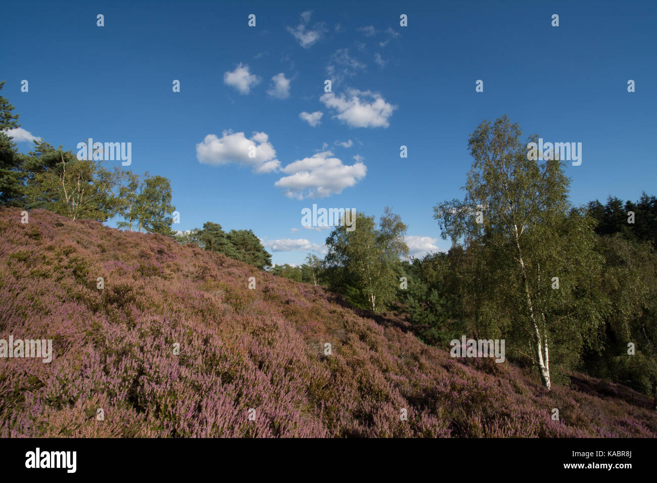 View over Hankley Common heathland landscape in Surrey, UK, in late ...