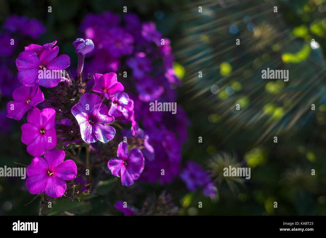 Purple flowers on the green sunny field. Sun. lens flares. Bokeh Stock ...