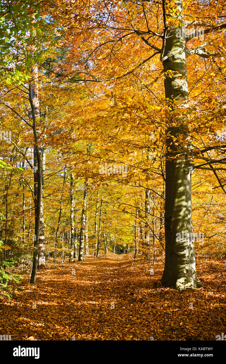 Forest in the beautiful autumn colors on a sunny day. Beautifully ...