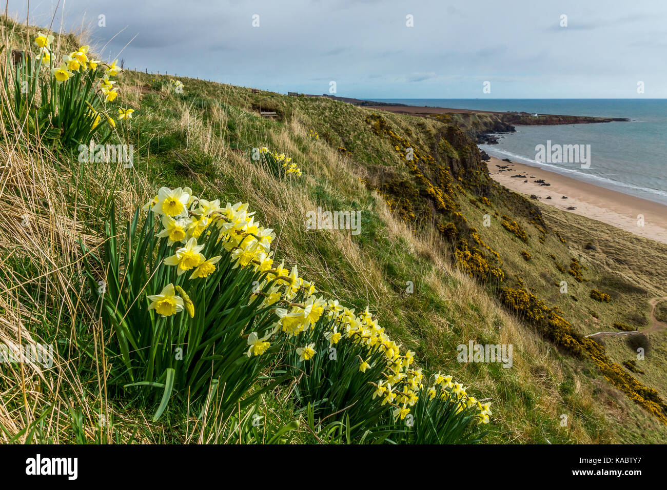 Daffodils at the top of the cliff, St. Cyrus, Montrose Stock Photo - Alamy