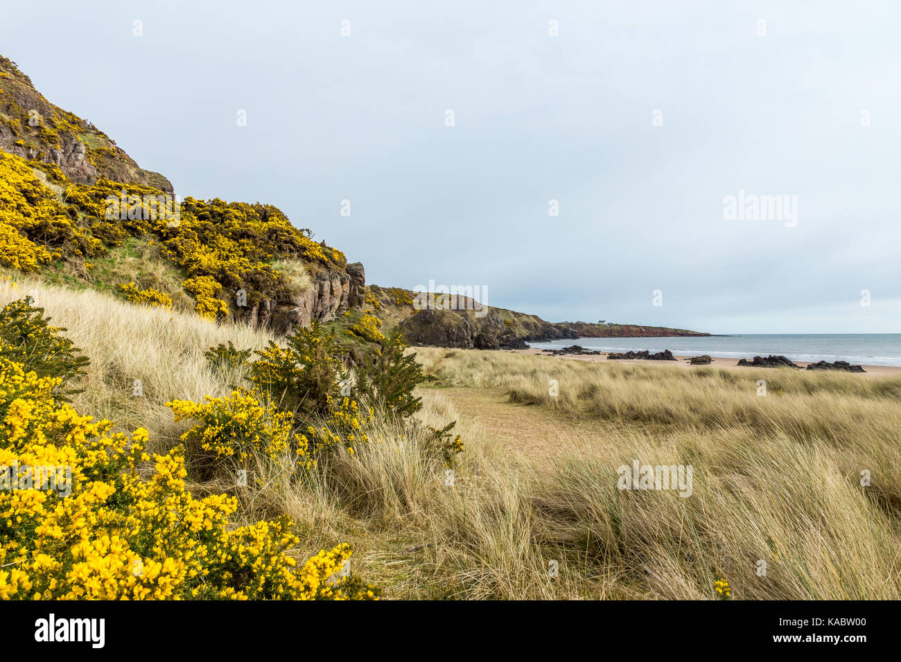 Gorse on the cliffs at St. Cyrus beach Stock Photo - Alamy
