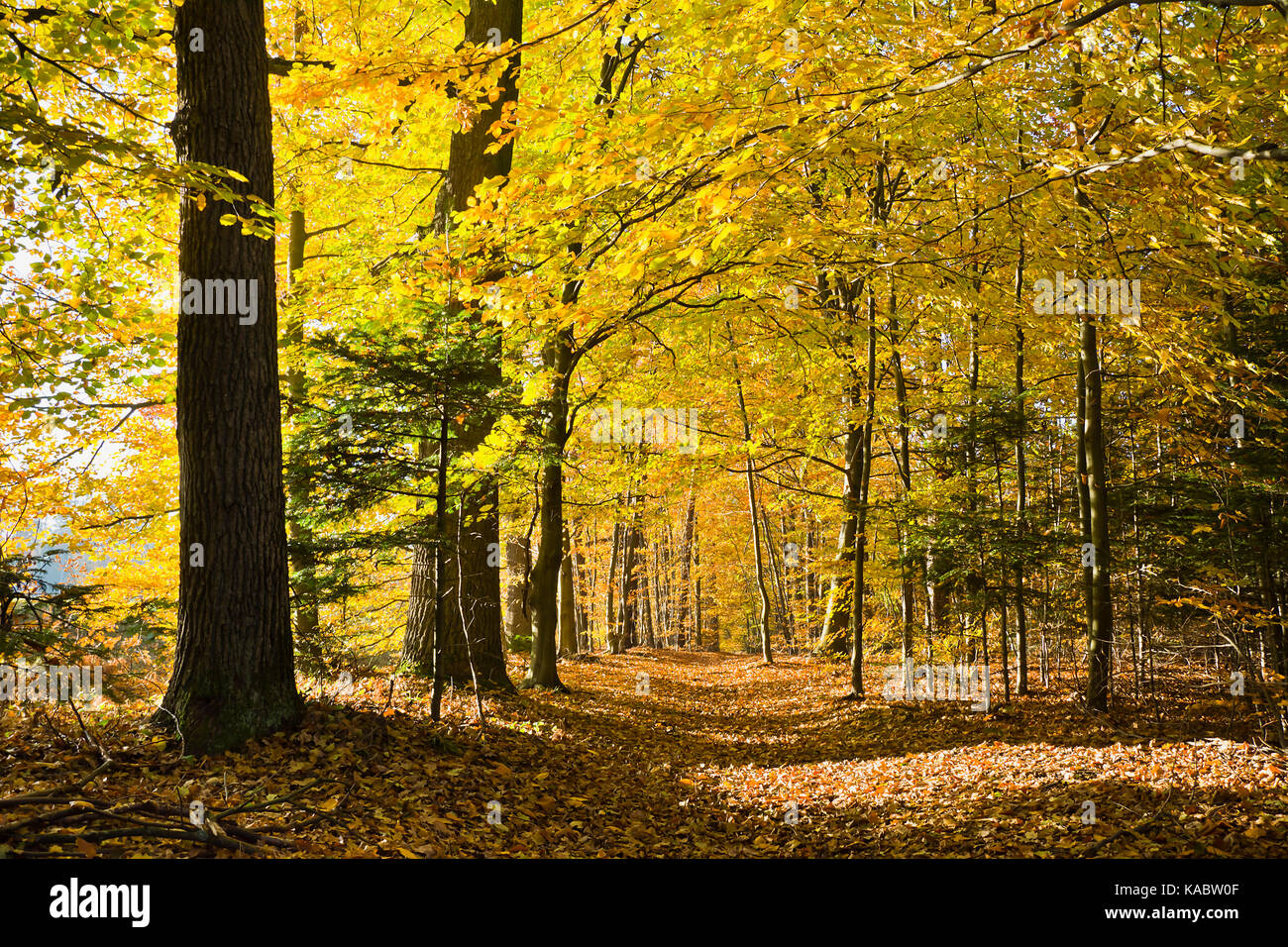 Stained trees hi-res stock photography and images - Alamy