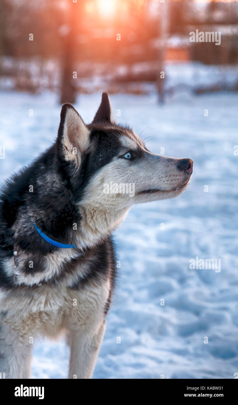 portrait of husky dogs Stock Photo - Alamy