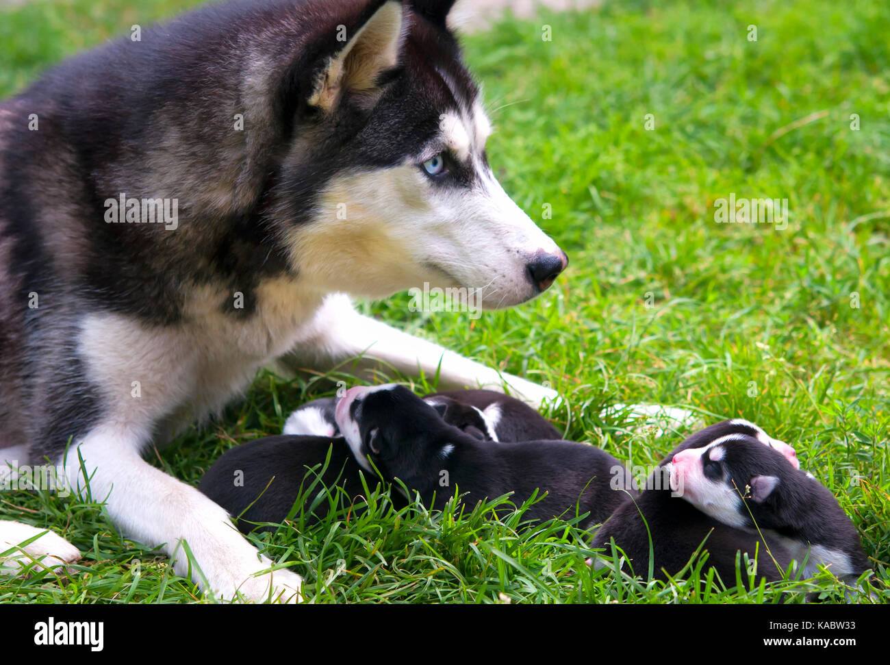 Husky mother feeding puppies. A close up Stock Photo - Alamy