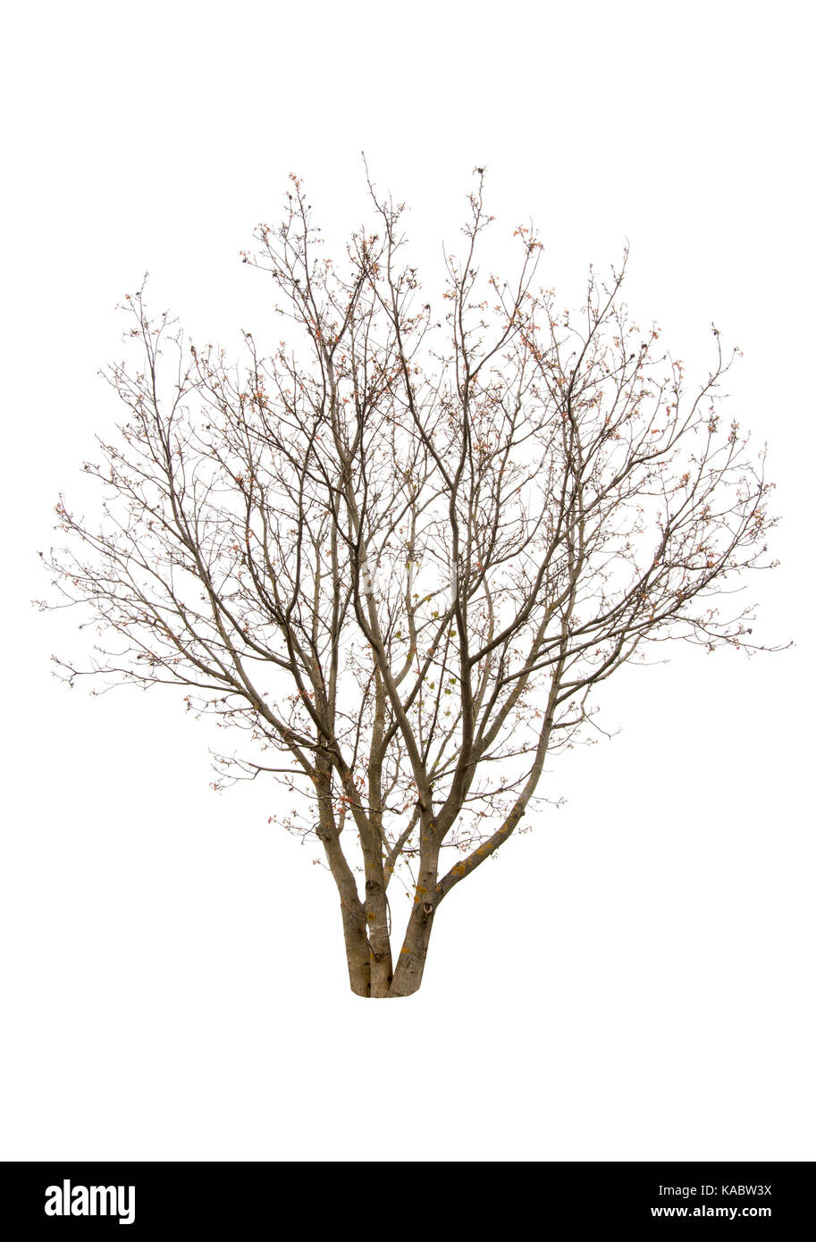 The big walnut tree hi-res stock photography and images - Alamy