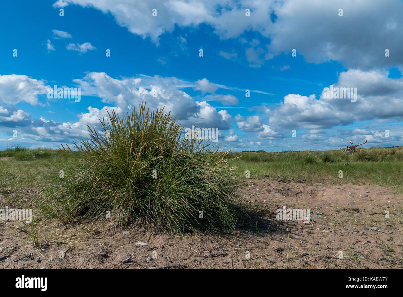 Tussock of grass hi-res stock photography and images - Alamy
