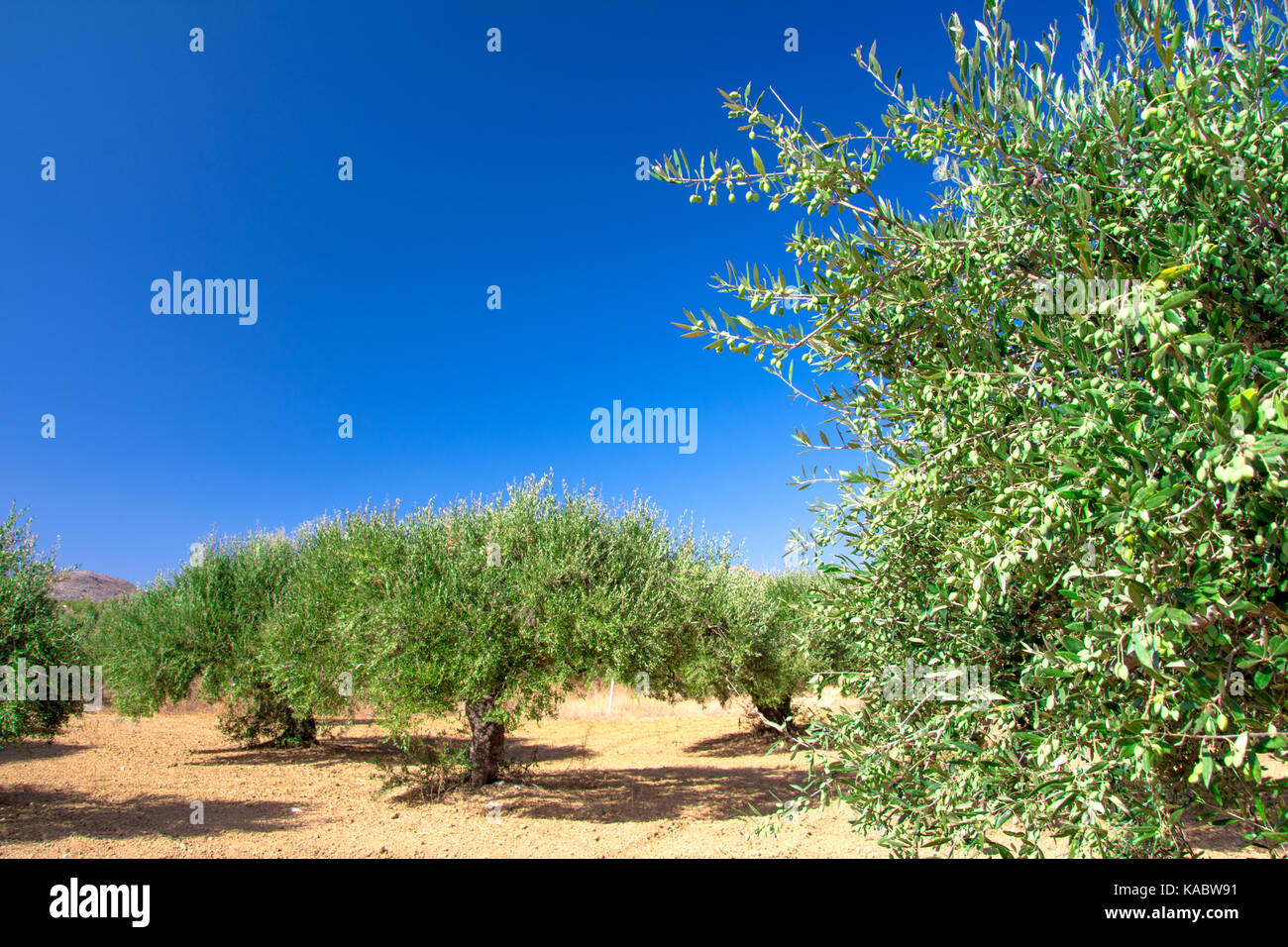 Olive tree agriculture hi-res stock photography and images - Alamy