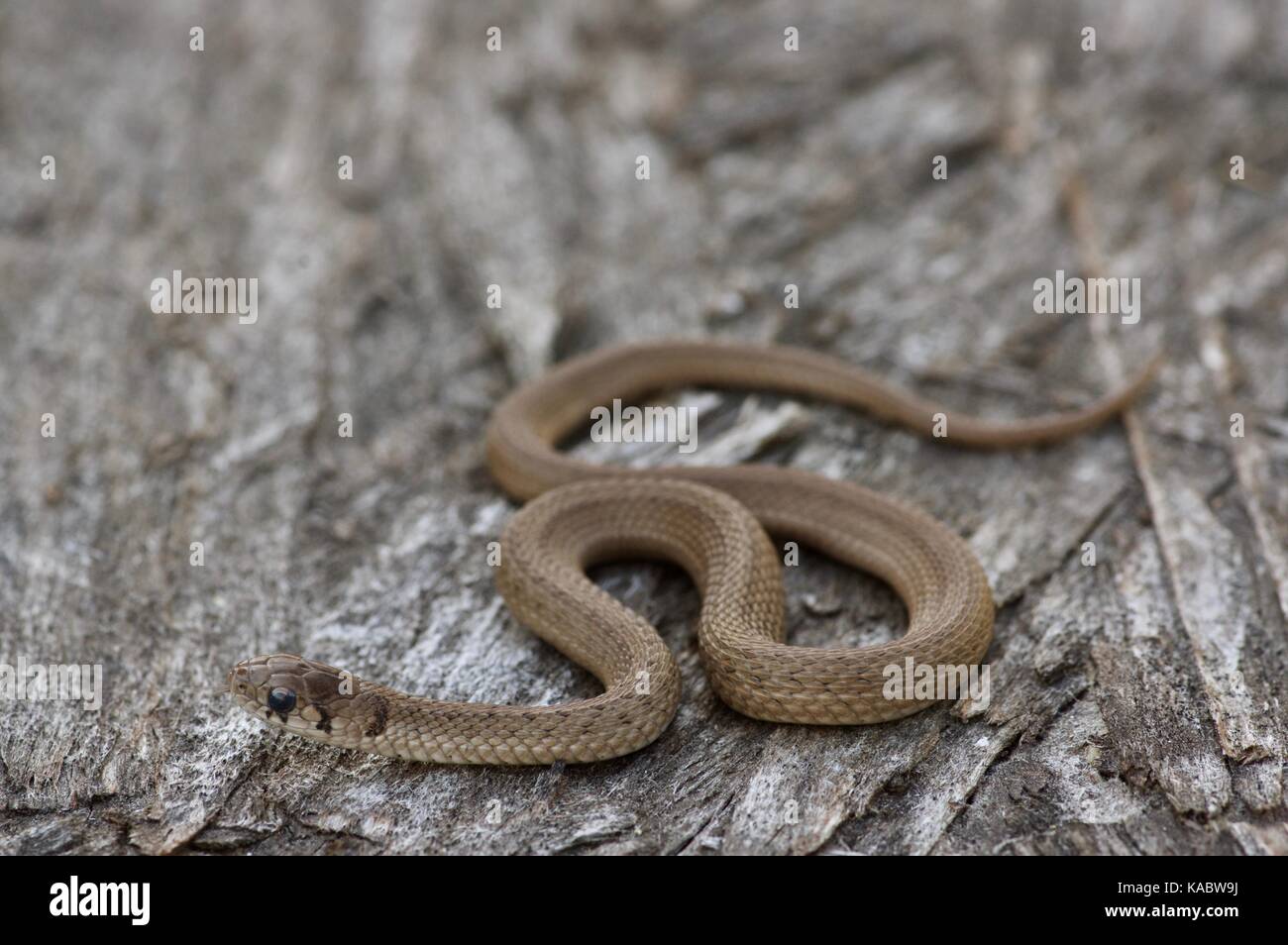 Dekays brownsnake hi-res stock photography and images - Alamy