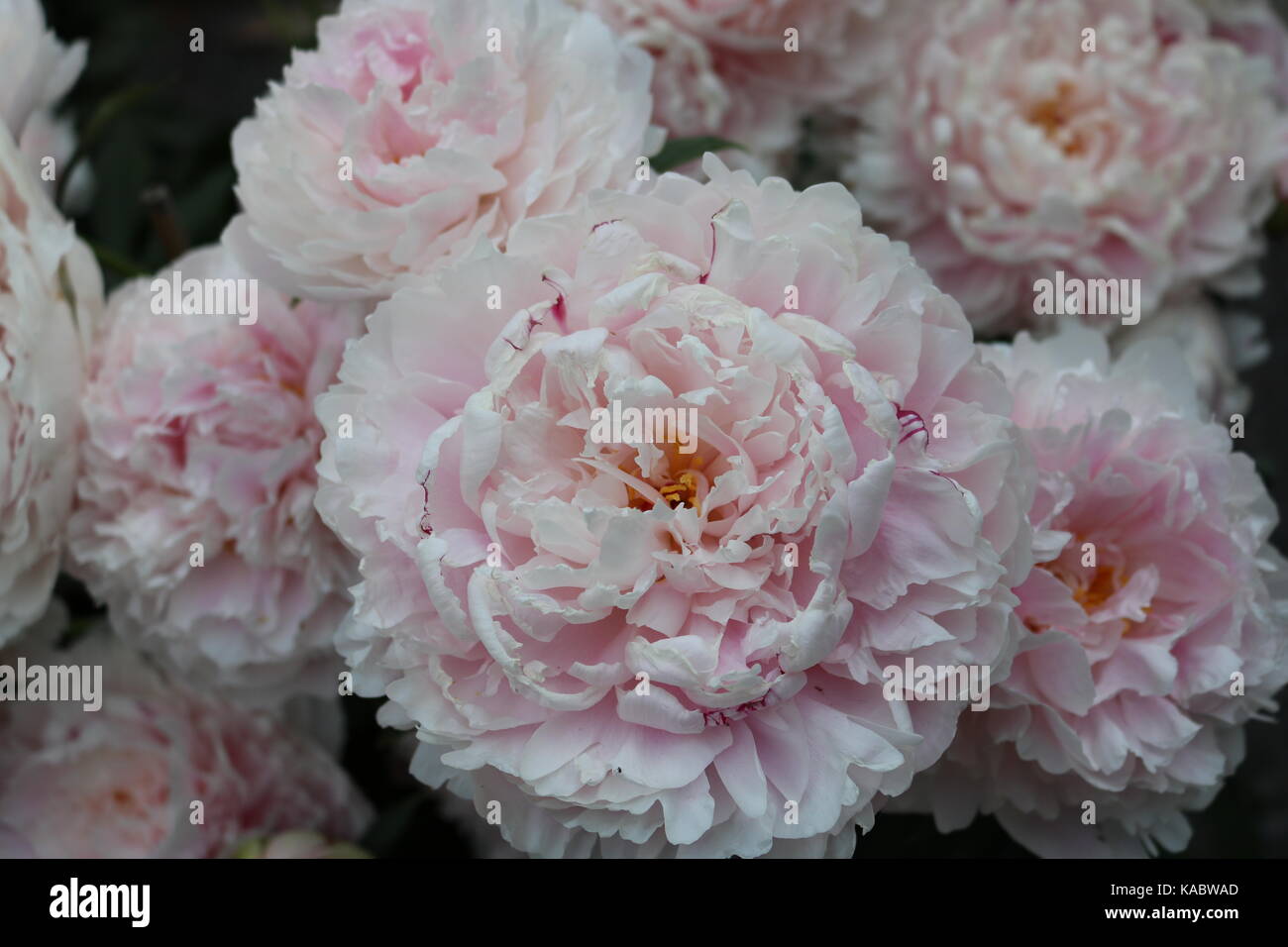 White peoni hi-res stock photography and images - Alamy